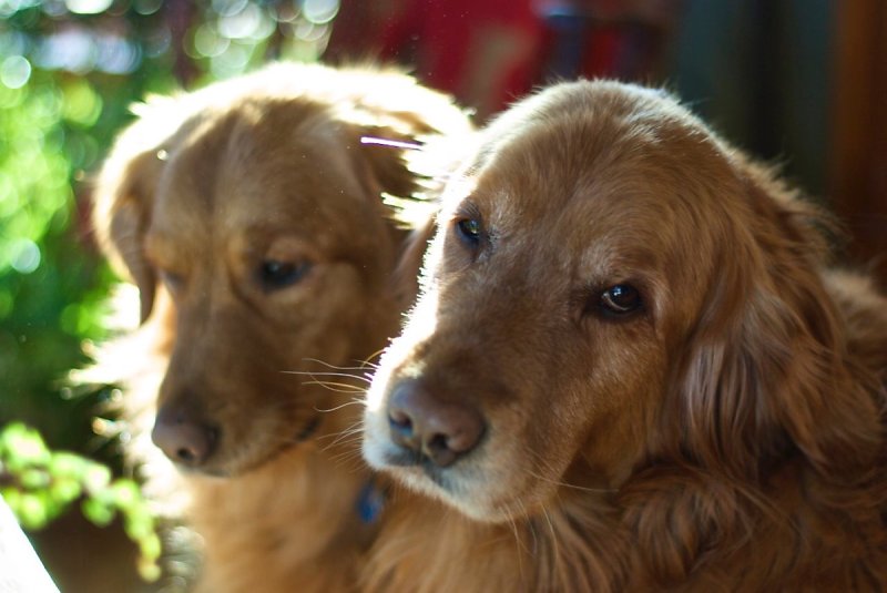 Fida canum - Pierre Castonguay - photographe